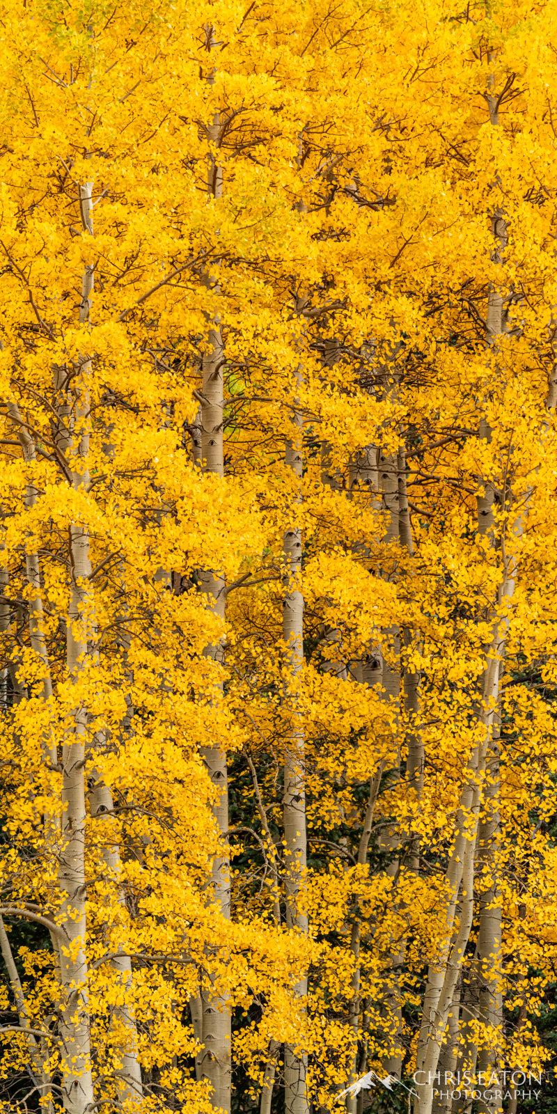 Aspen Trees | Ironton | Chris Eaton Photography | Fine Art Nature ...
