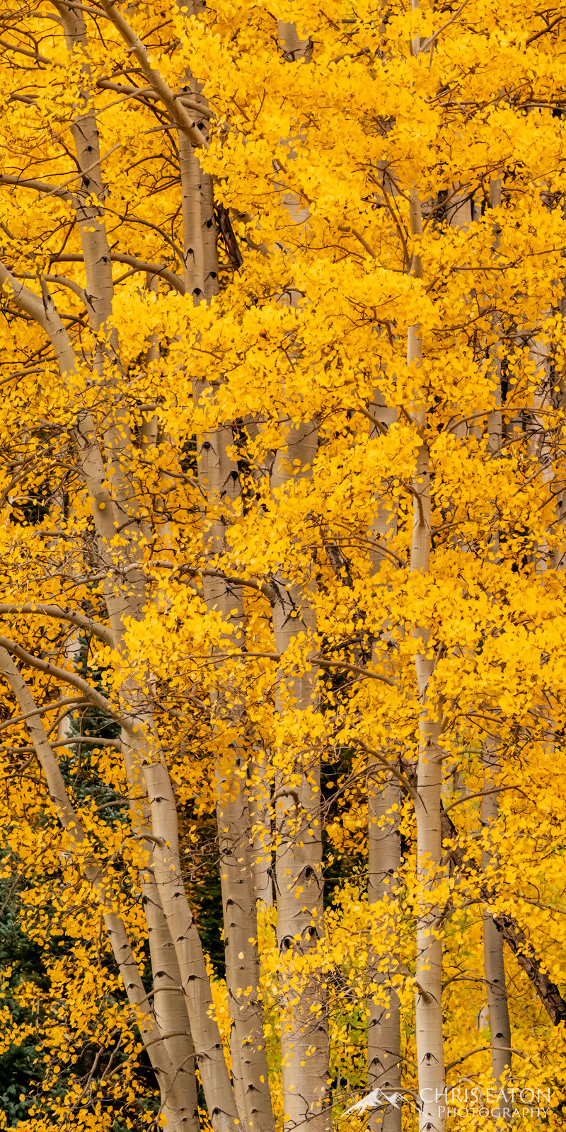 Aspen Trees | Ironton | Chris Eaton Photography | Fine Art Nature ...