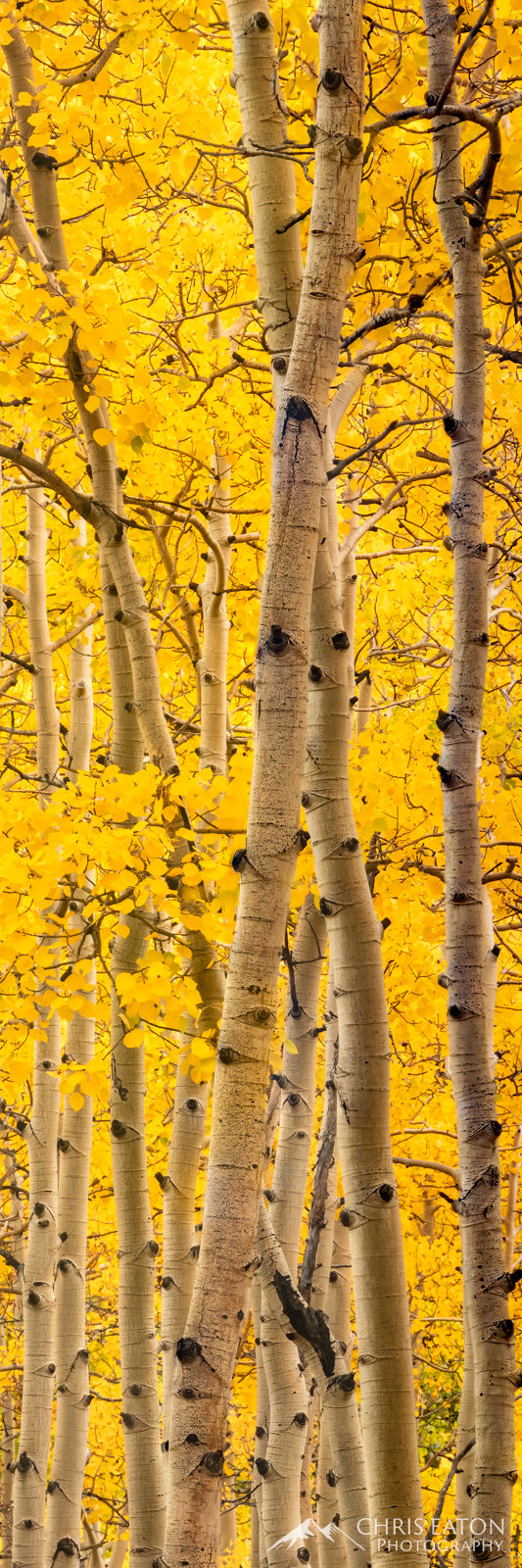 Aspen Trees | Marshall Pass | Chris Eaton Photography | Fine Art Nature ...